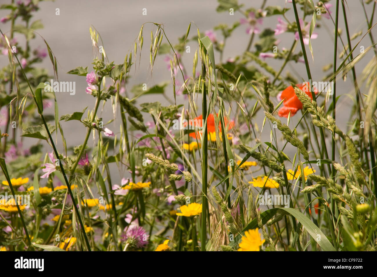 Mixed grasses and wildflowers Stock Photo - Alamy
