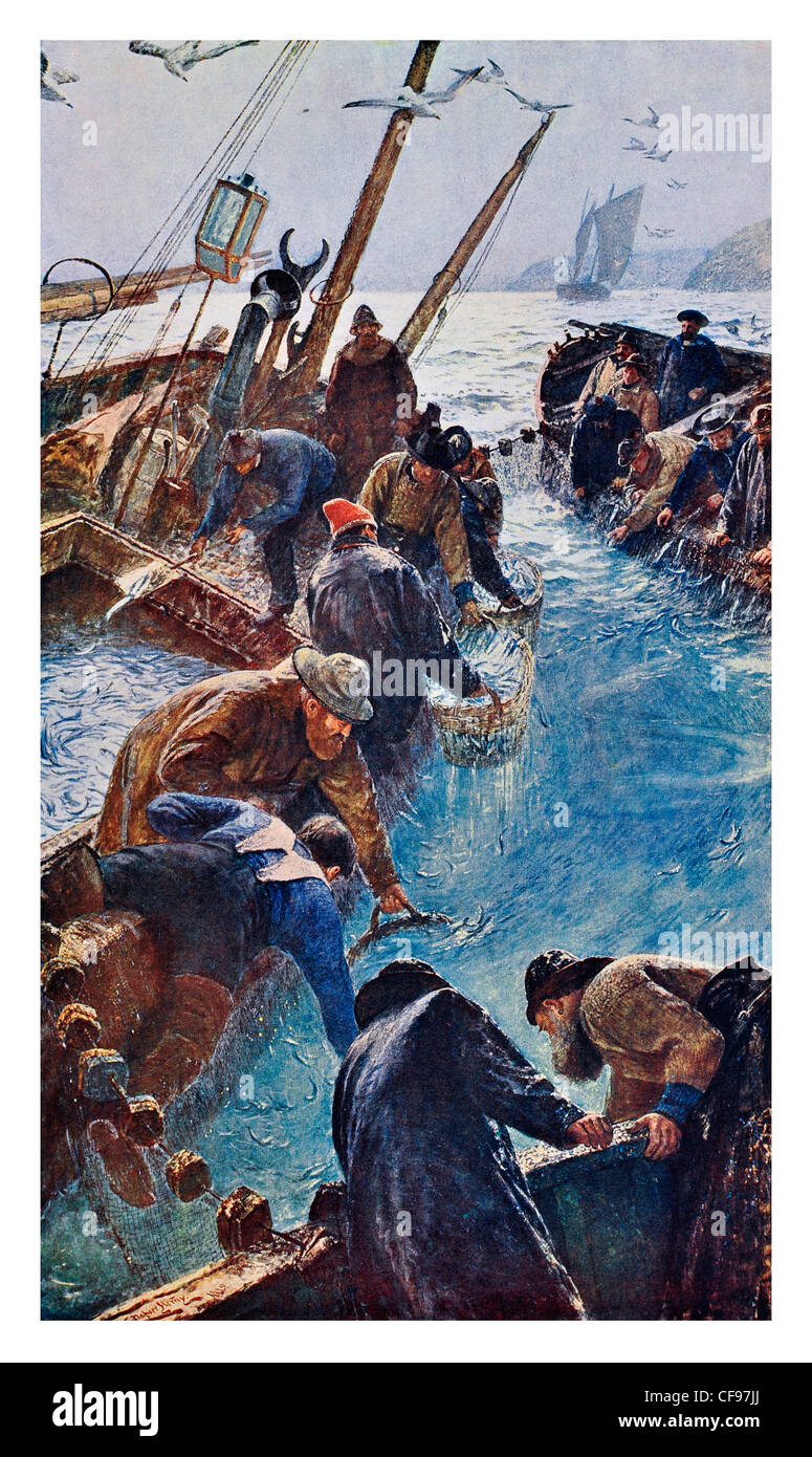 Pilchard oil Cut Out Stock Images & Pictures - Alamy