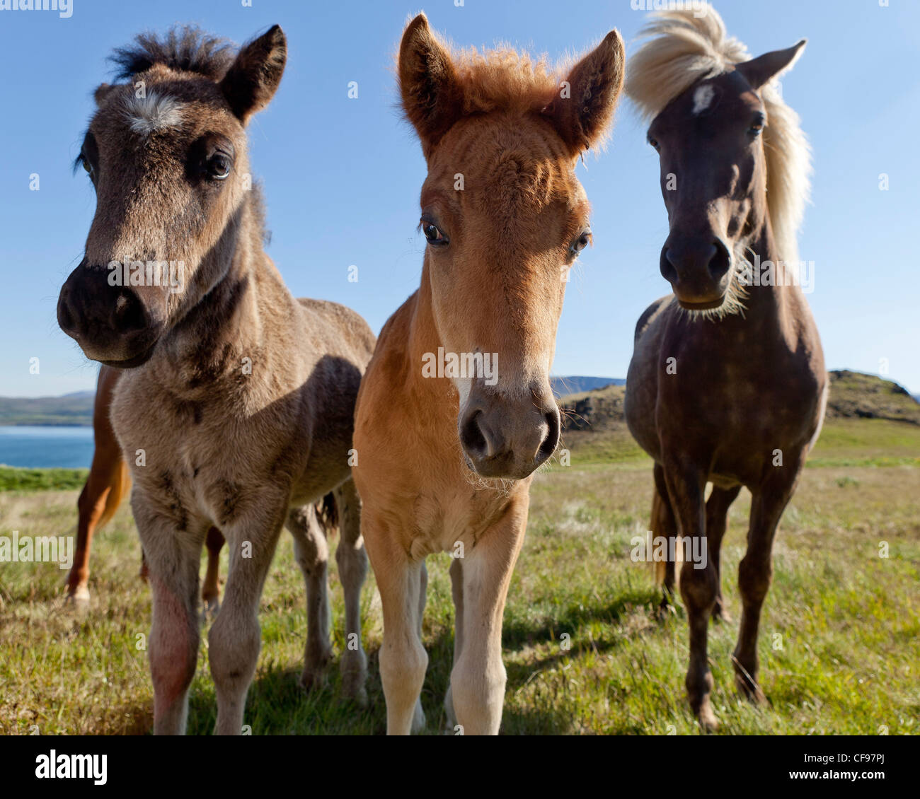 Mare and foals hi-res stock photography and images - Alamy