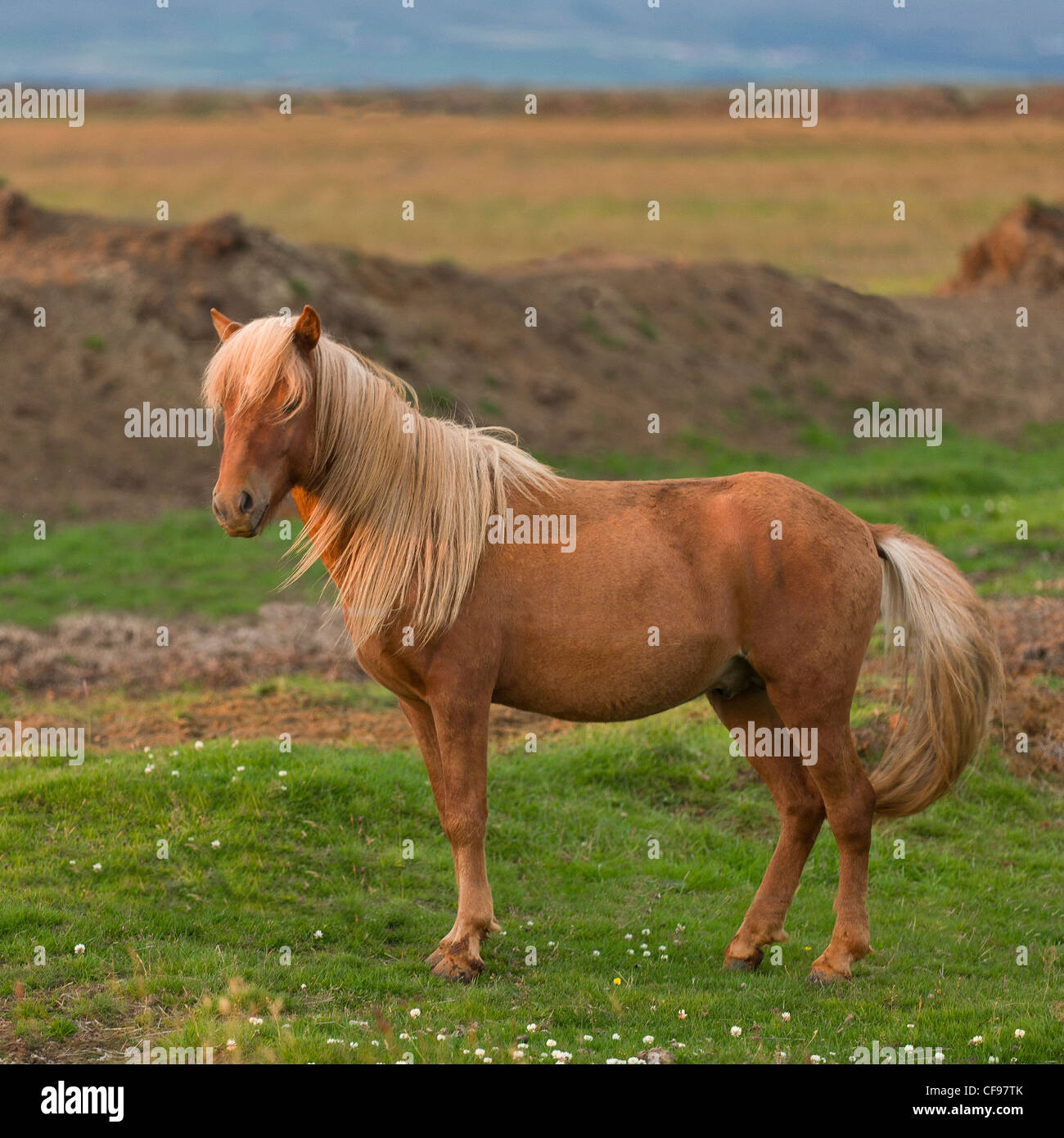 Icelandic Mare, Iceland Stock Photo - Alamy