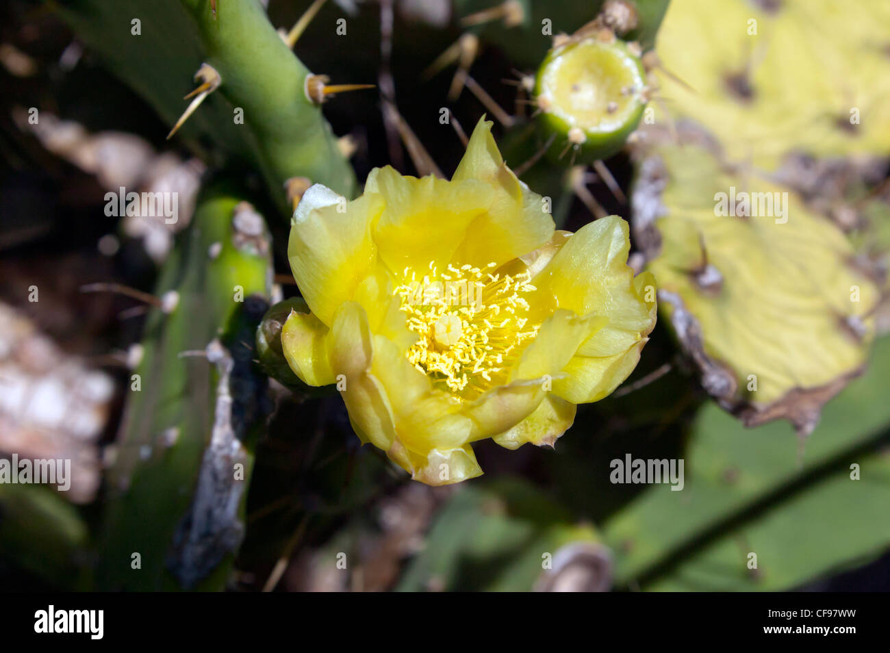Opuntia robusta hi-res stock photography and images - Alamy