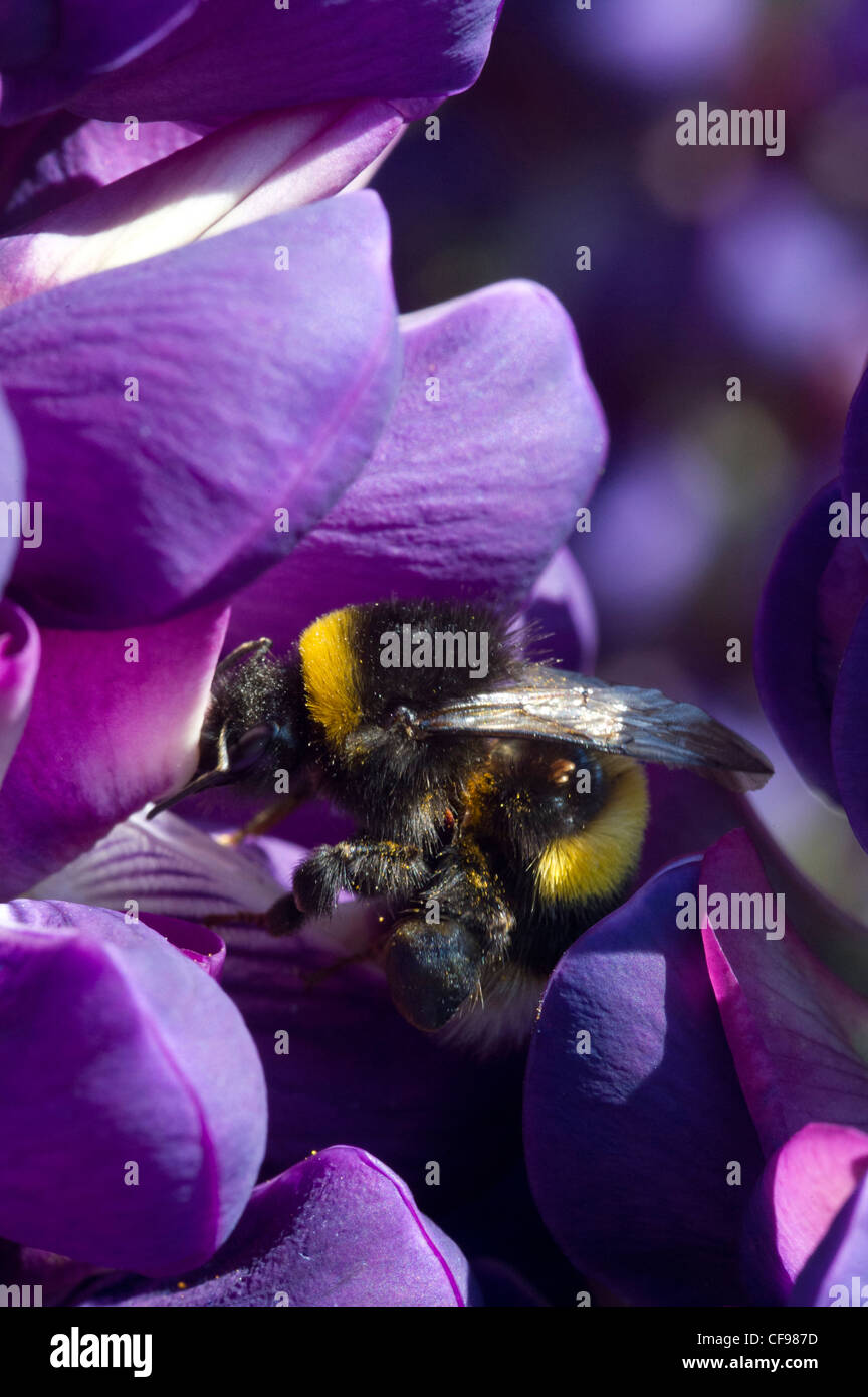 Bumble Bees are insects of the apidae family and feed on nectar Stock ...