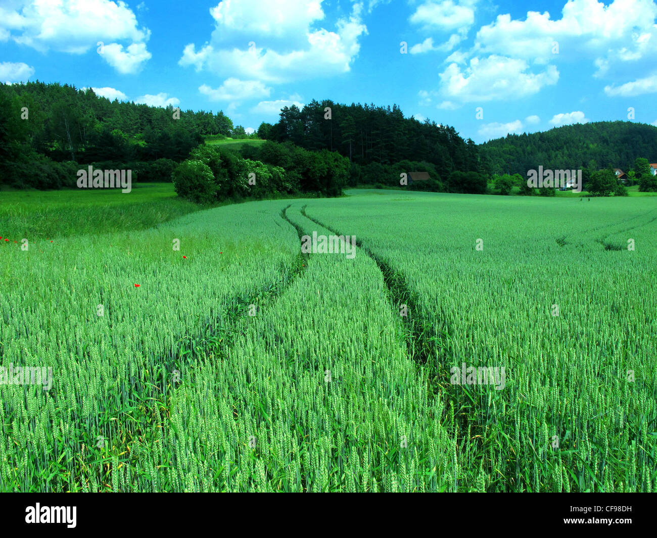 Field, grain field, track, trace, agriculture, Germany Stock Photo - Alamy