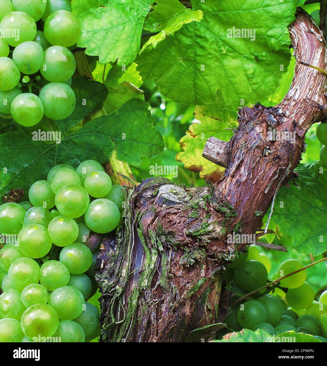 Bunches of grapes, wine, grapes, clusters, shoots, leaves, floor, stick ...