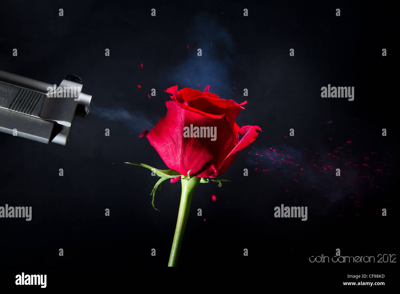 A rose being shot Stock Photo - Alamy