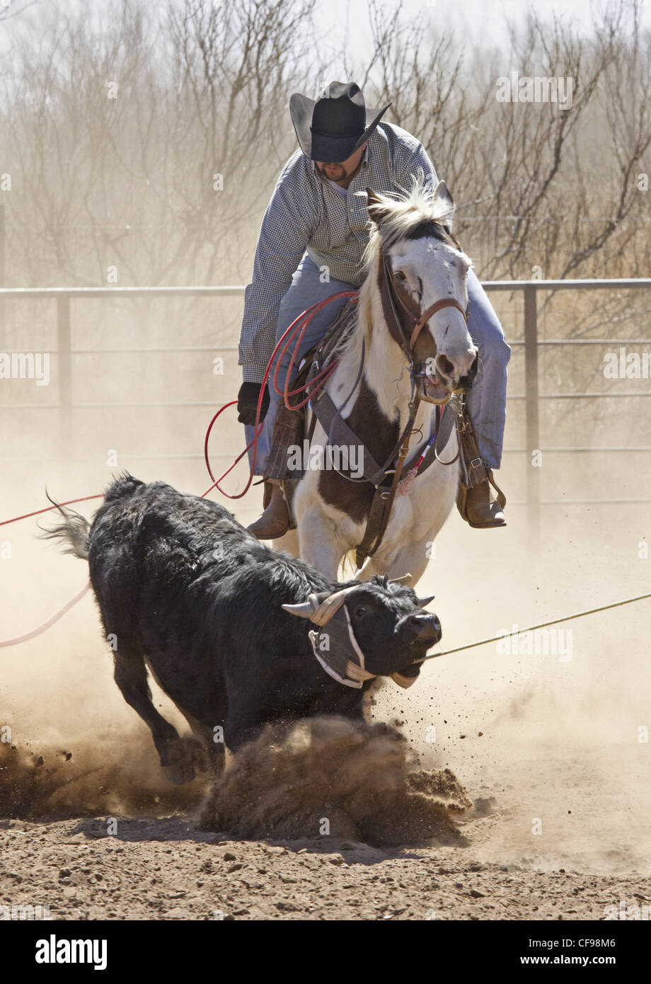 Team roping event in a small west Texas town Stock Photo - Alamy