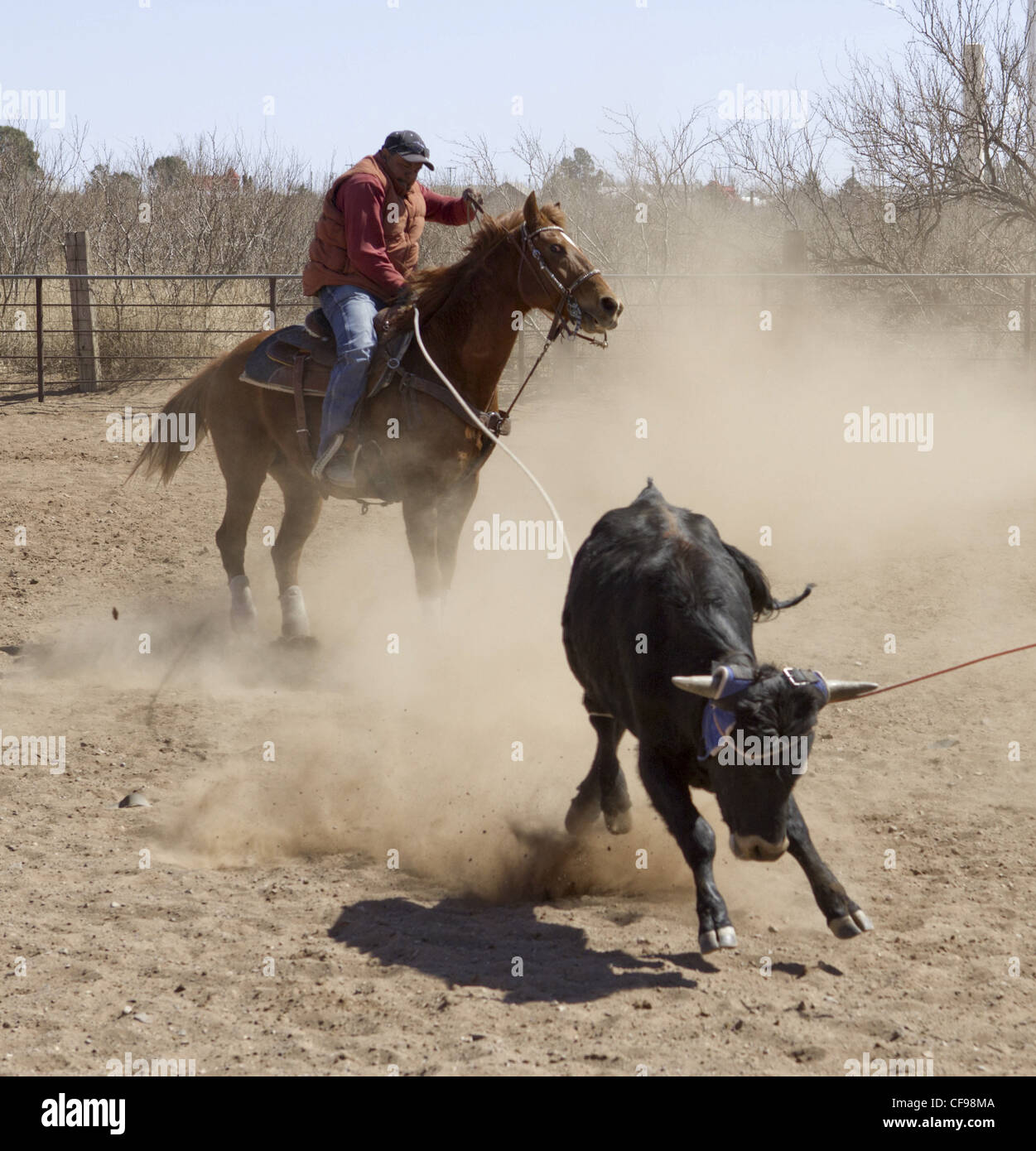 Team roping event in a small west Texas town Stock Photo - Alamy