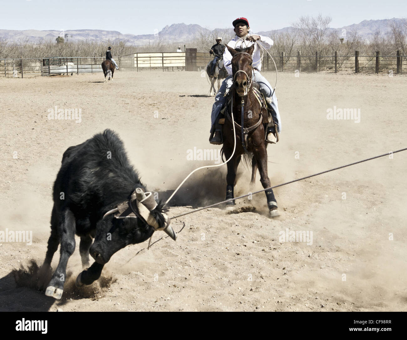 Team roping event in a small west Texas town Stock Photo - Alamy