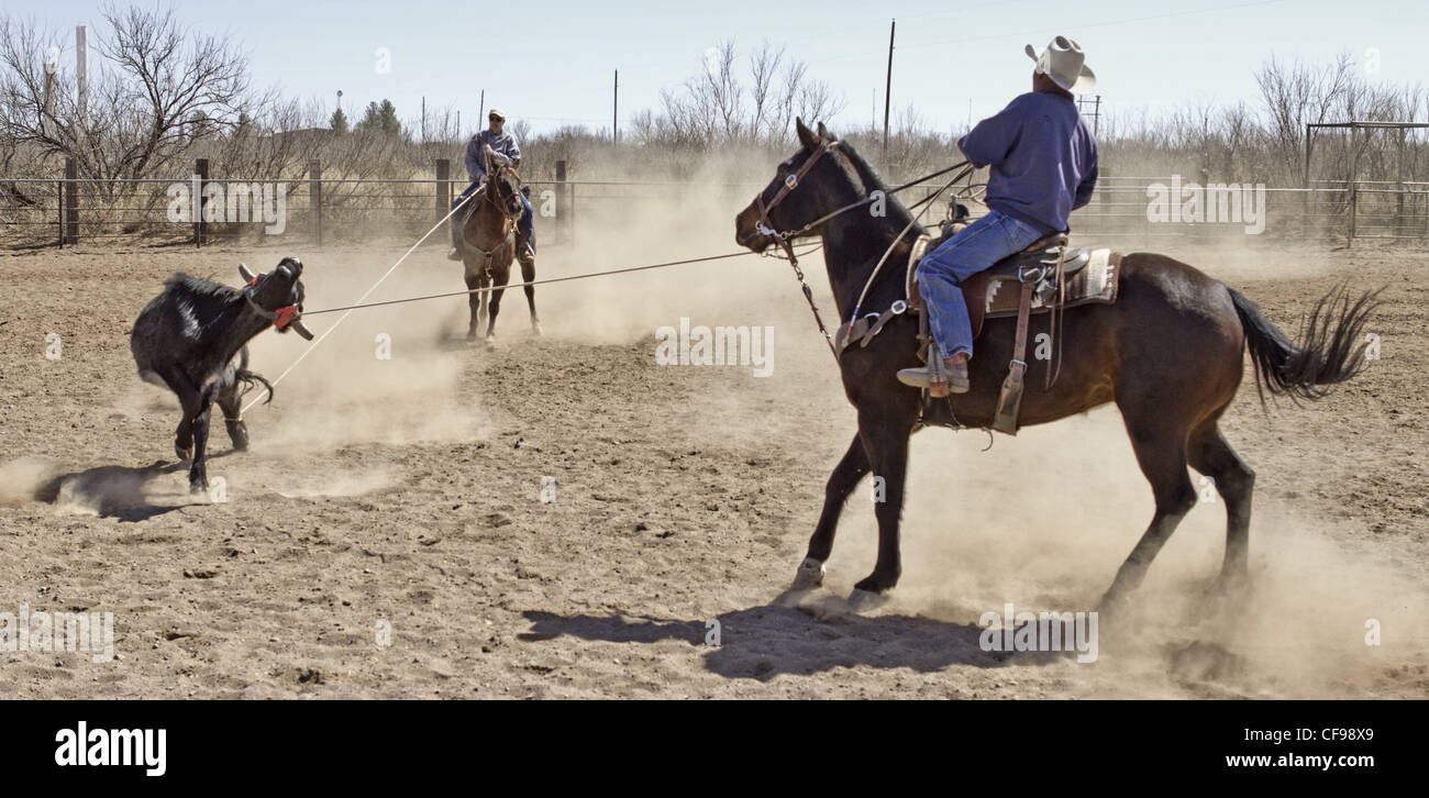 Team roping event in a small west Texas town Stock Photo - Alamy