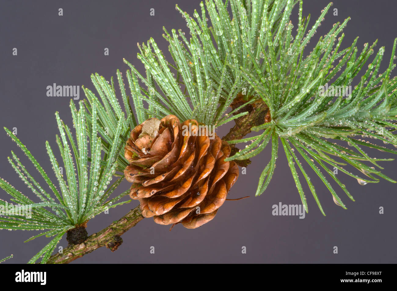Larches are conifers in the genus Larix, in the family Pinaceae.It is a ...