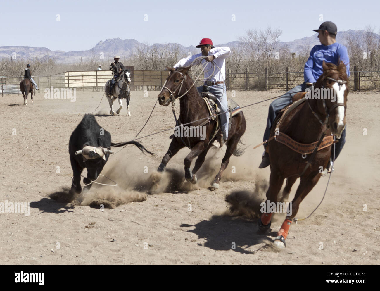 Team roping event in a small west Texas town Stock Photo - Alamy