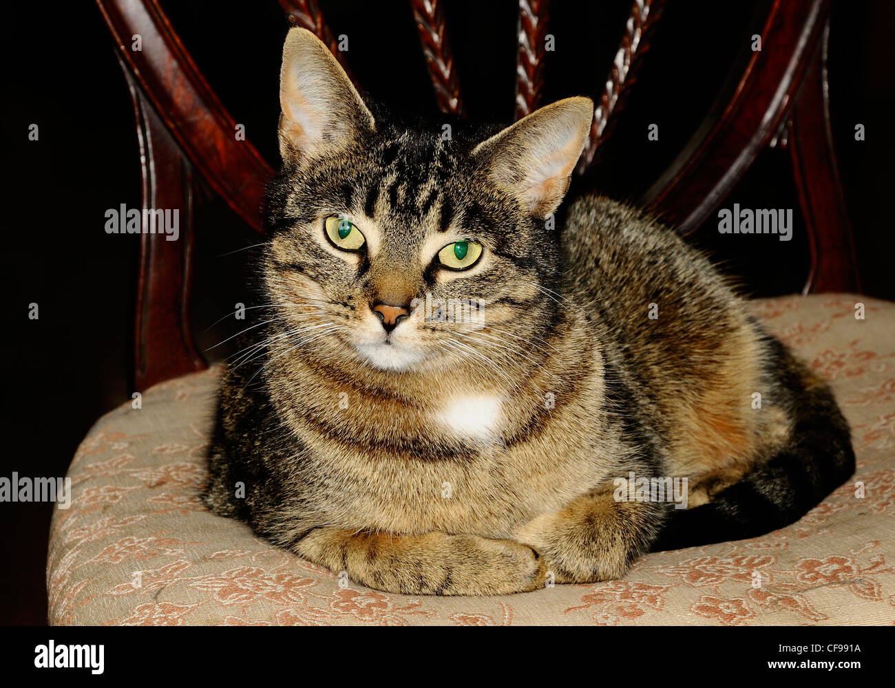 Female tabby cat called "Minnie Stock Photo - Alamy