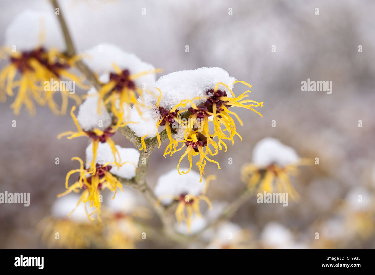 Divining twig hi-res stock photography and images - Alamy