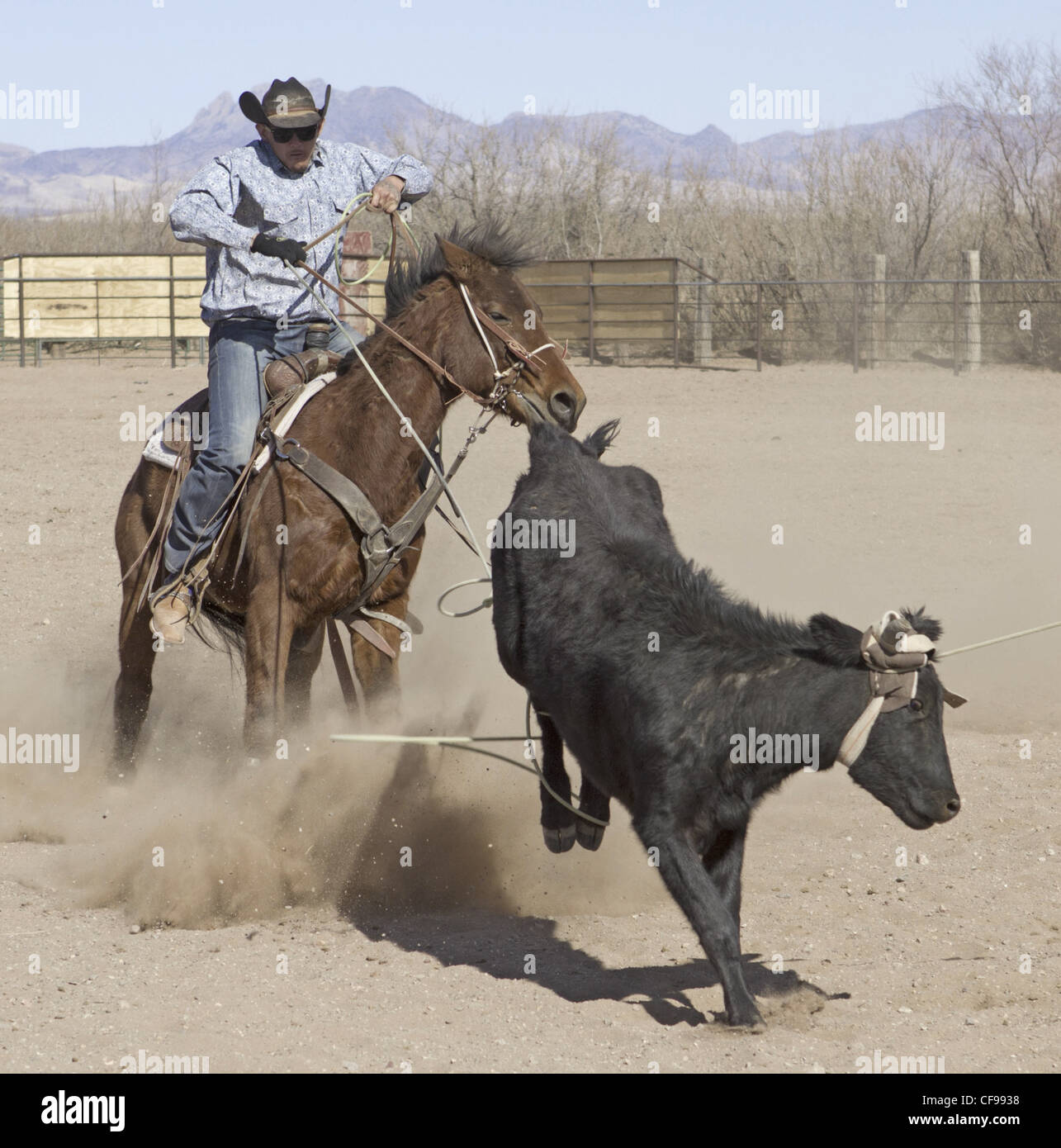 Team roping event in a small west Texas town Stock Photo - Alamy