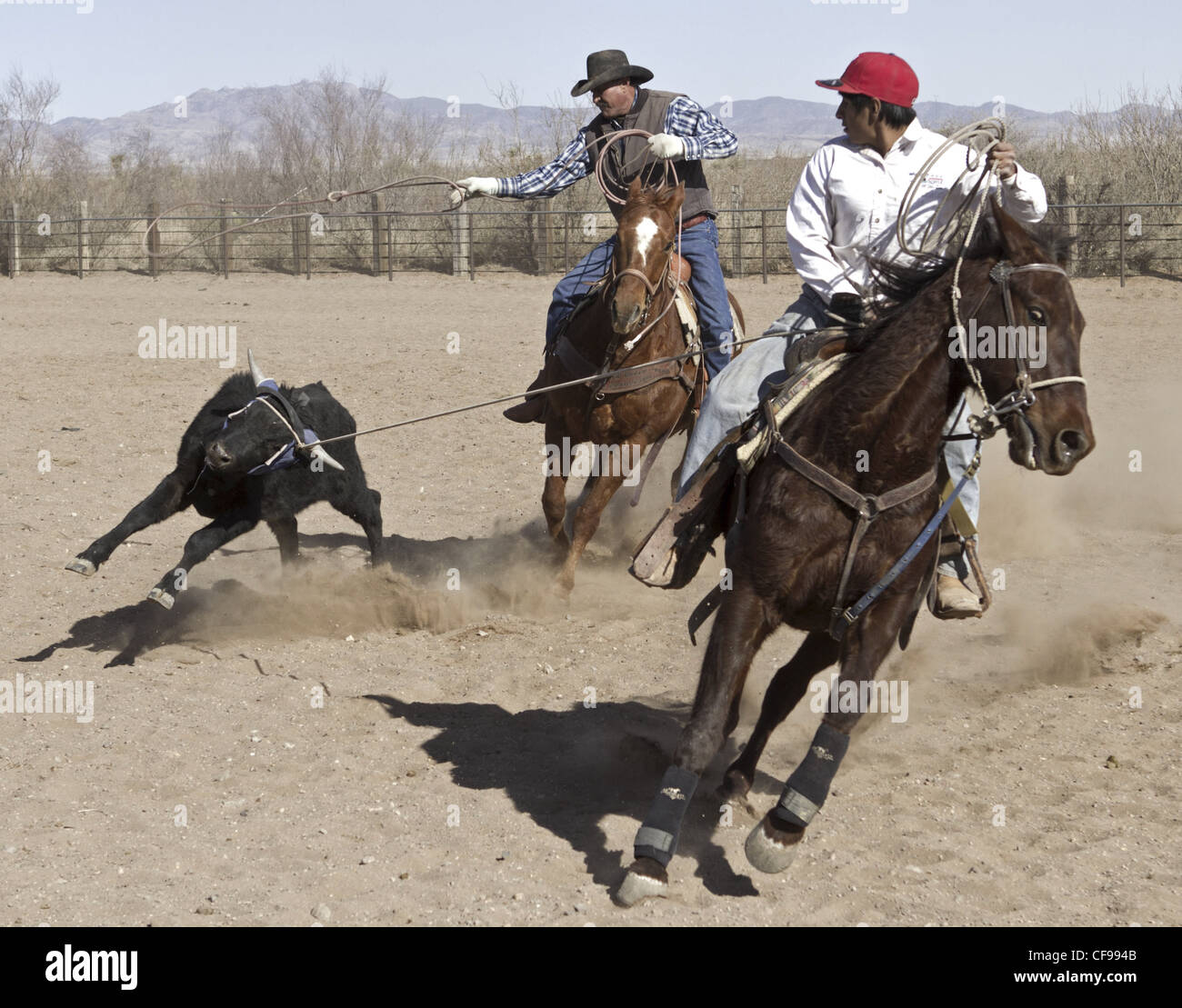 Team roping event in a small west Texas town Stock Photo - Alamy