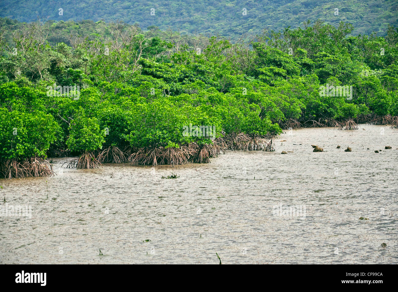 Mangrove Trees standing in a muddy brown river, their roots exposed as ...