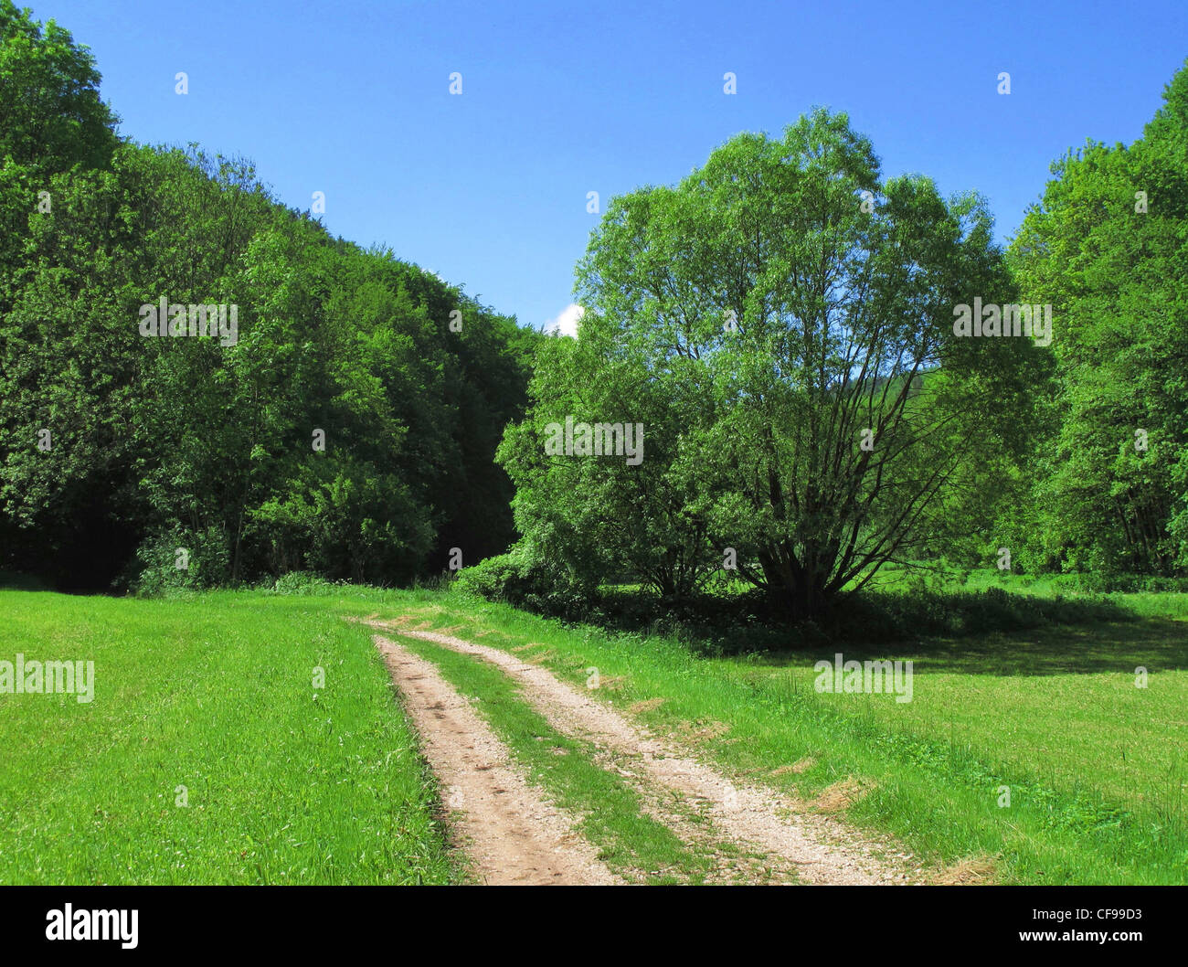 Meadow and forest edge hi-res stock photography and images - Alamy