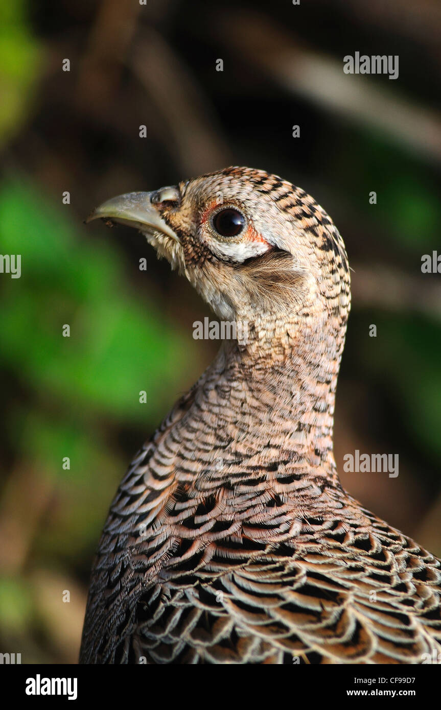 Female pheasant uk hi-res stock photography and images - Alamy