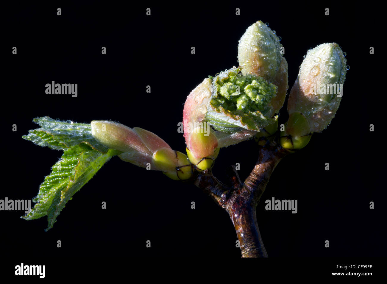 Acer pseudoplatanus, the Sycamore tree is an English species, one of ...