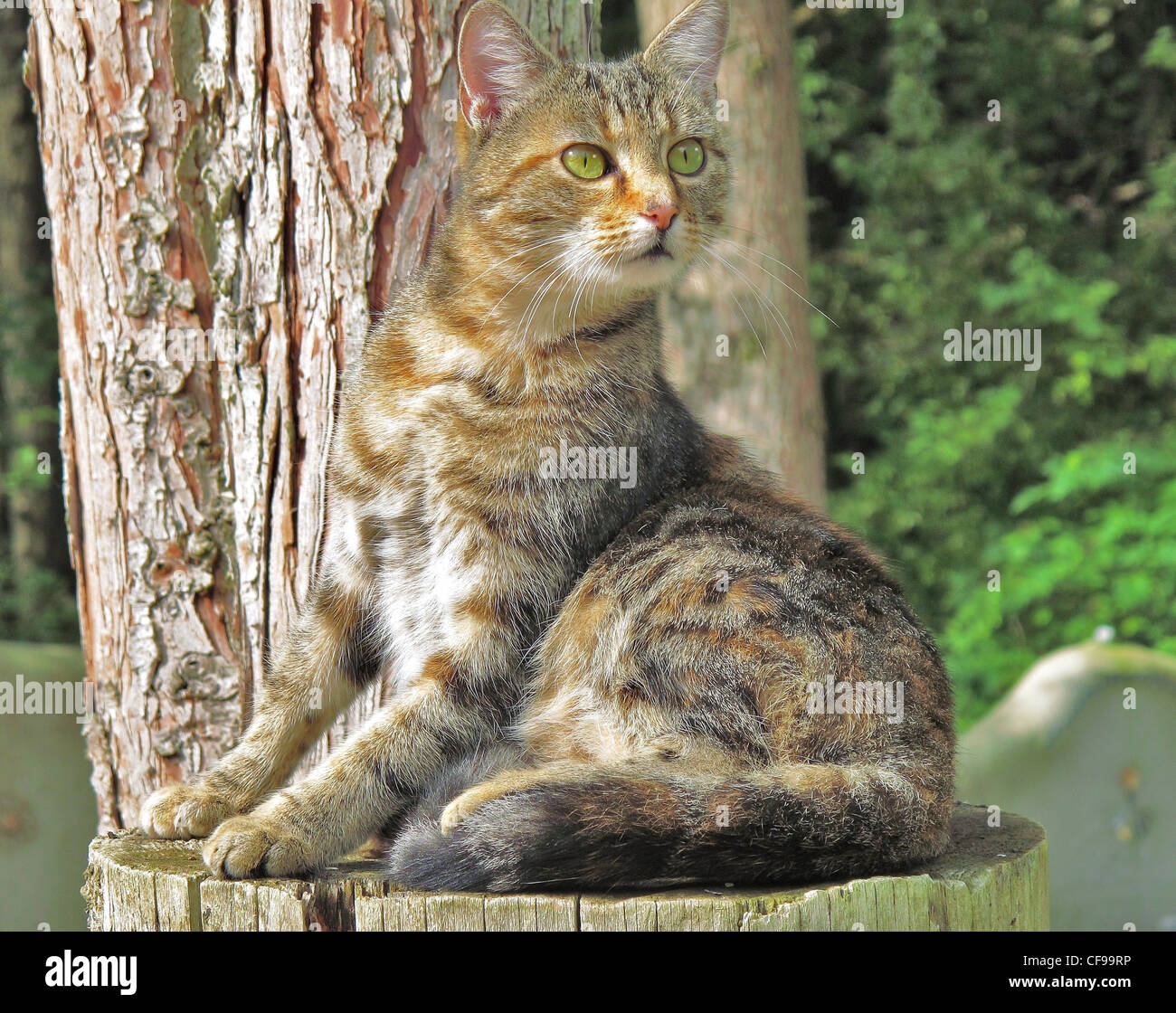 Animal, cat, pet, house cat, tree stump, lurk, Franconia, Germany Stock ...