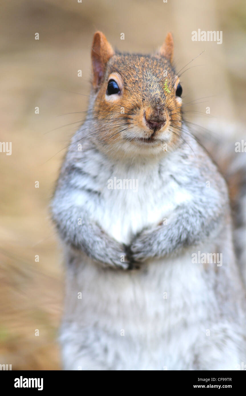Portrait squirrel hi-res stock photography and images - Alamy