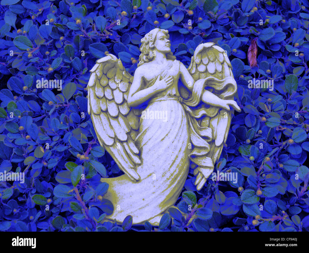 Angel, symbol, concepts, woman, wife, figure, plants, alienated ...