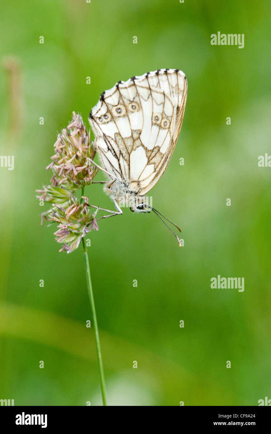 Marbled white butterfly Stock Photo - Alamy