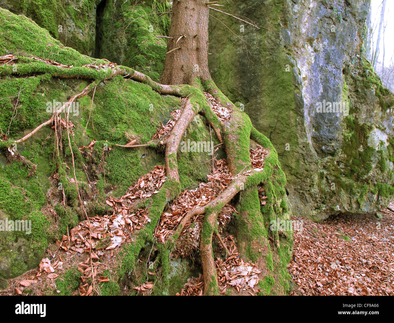 Roots, tree, root network, moss, rock, cliff, foliage, leaves, autumn ...