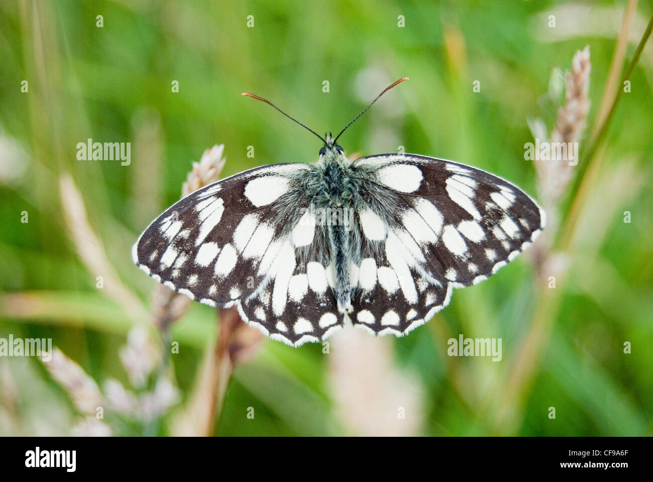 Marbled white butterfly Stock Photo - Alamy