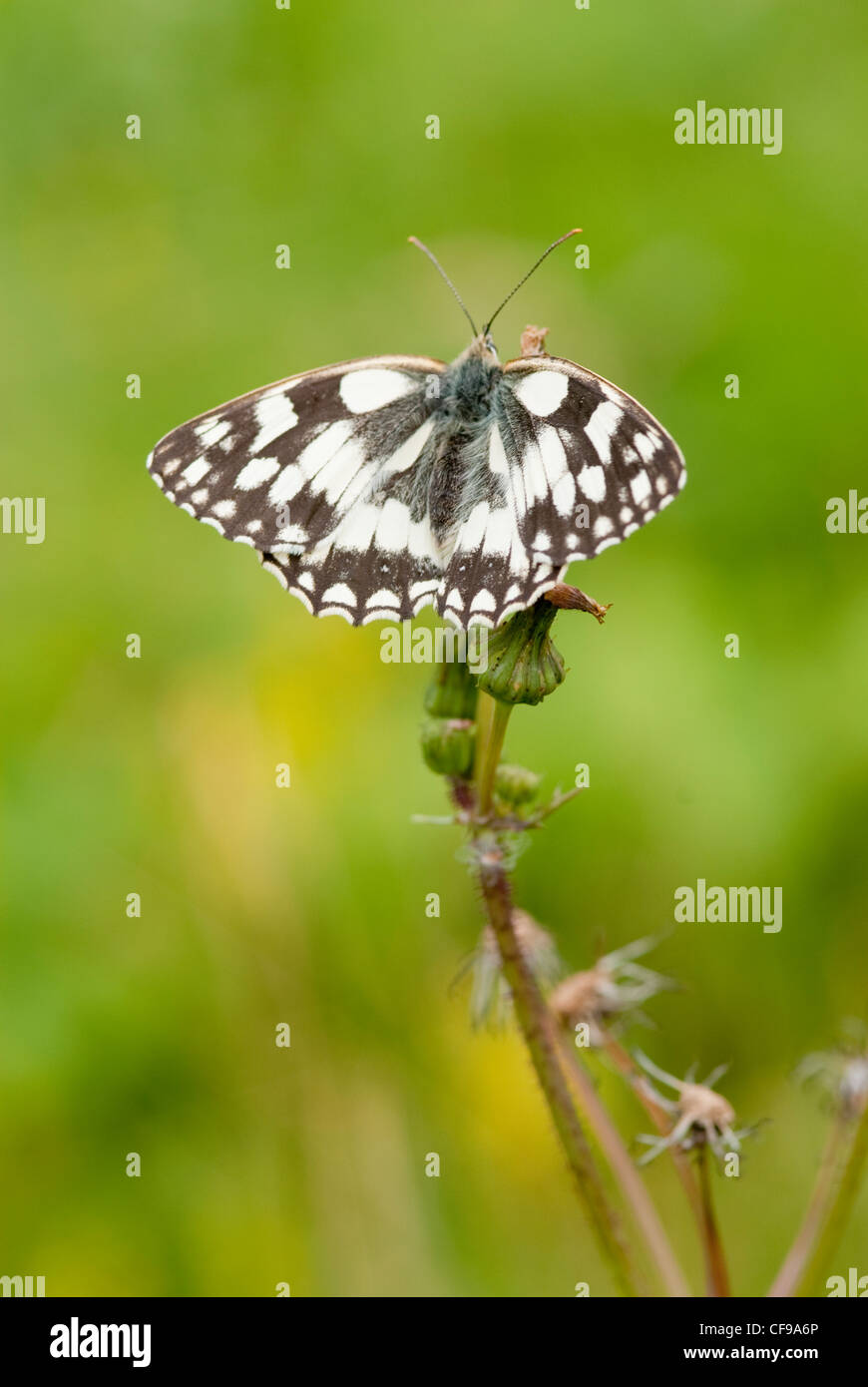 Marbled white butterfly Stock Photo - Alamy