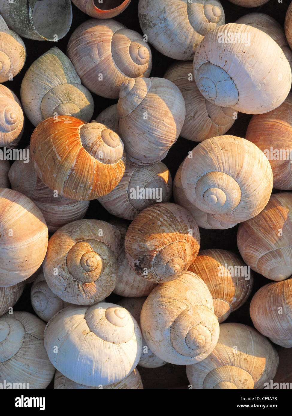 Animal, snail houses, blank, snails, edible snails Stock Photo - Alamy