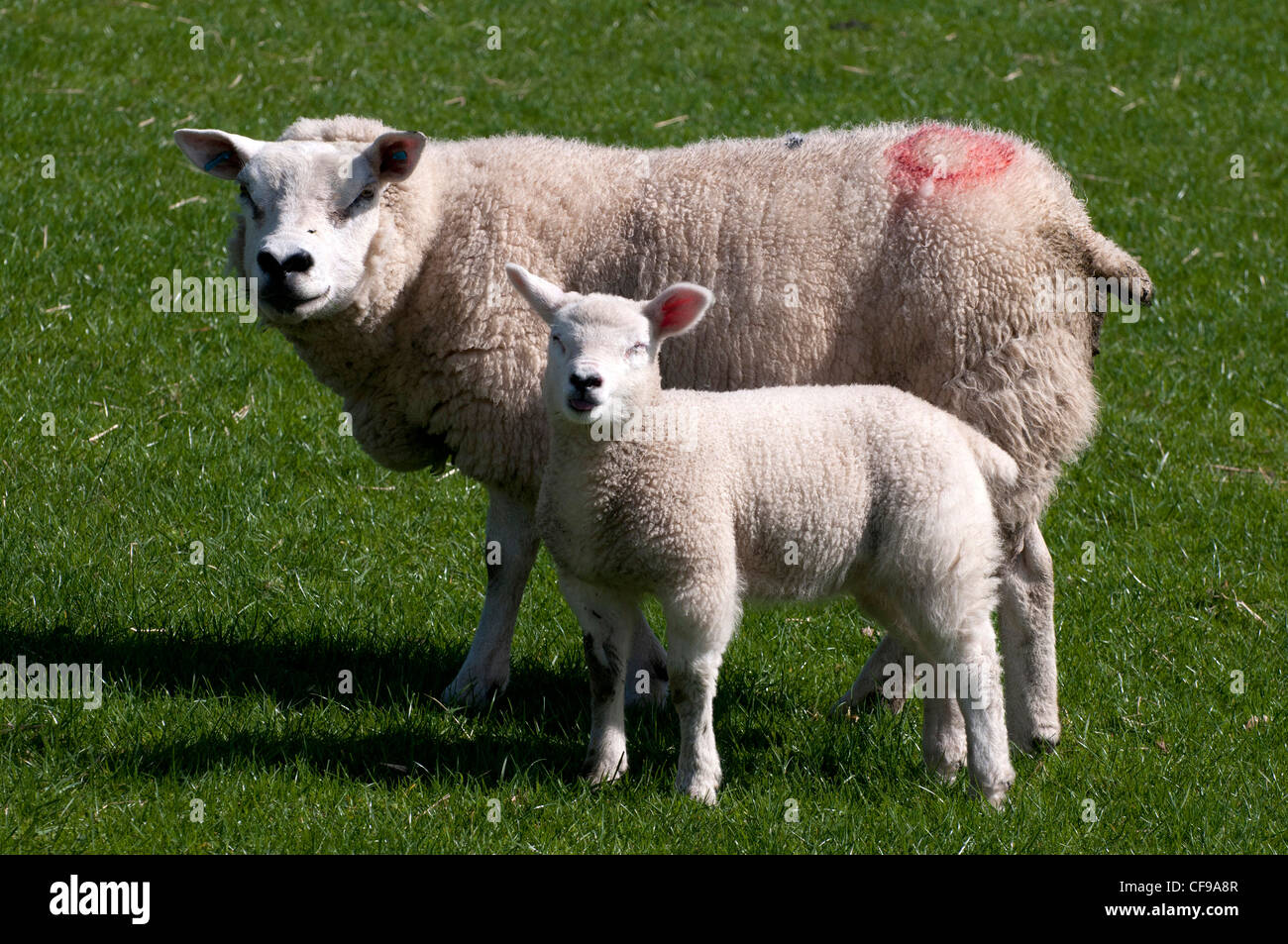 Adult texel sheep hi-res stock photography and images - Alamy