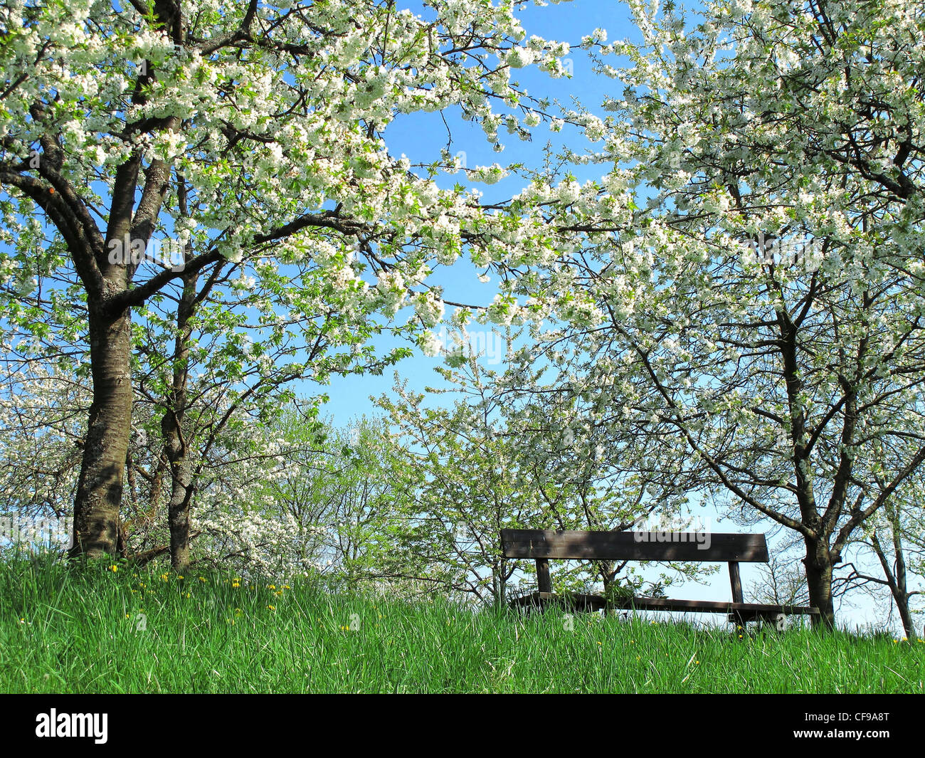 Cherry tree, blossom, flourish, trees, cherry trees, bench, seat ...