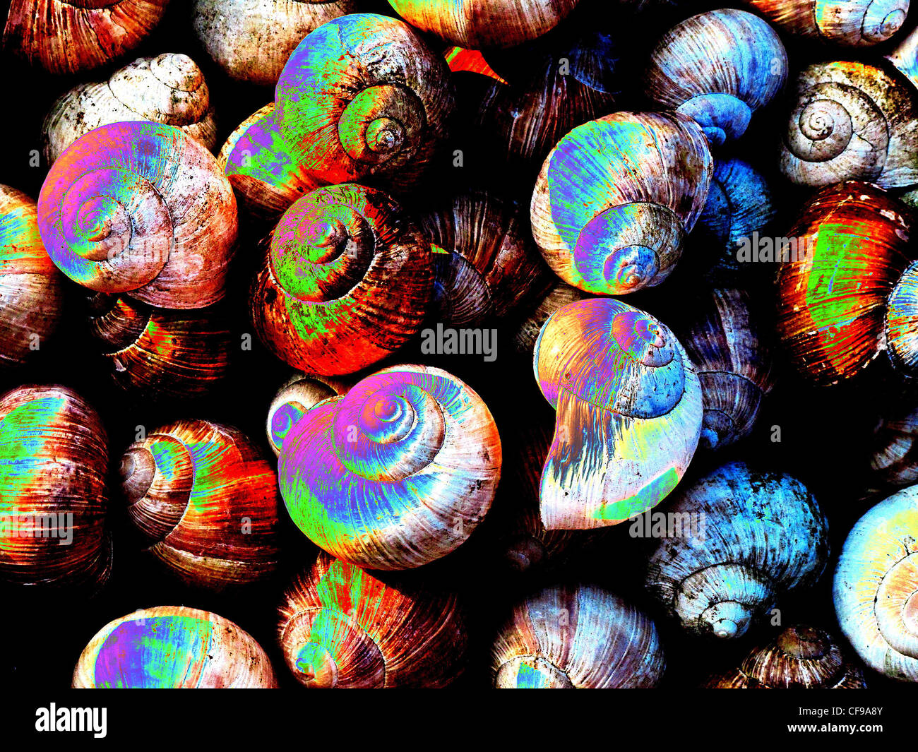 Animal, snail houses, blank, snails, edible snails, alienated Stock ...