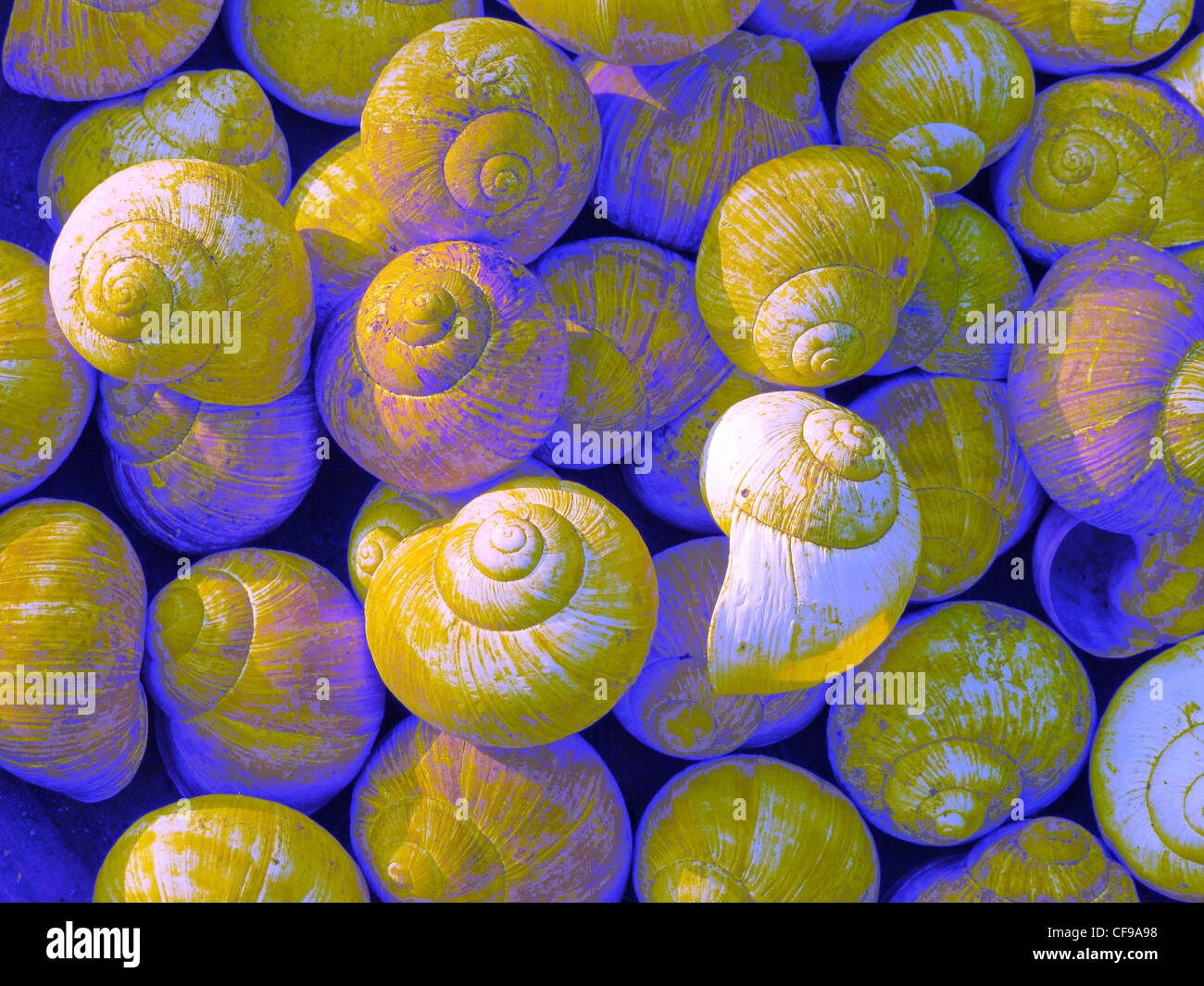 Animal, snail houses, blank, snails, edible snails, alienated Stock ...