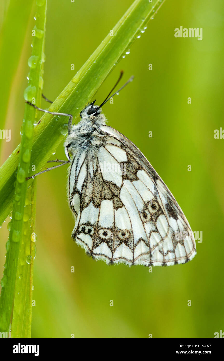 Marbled white butterfly Stock Photo - Alamy