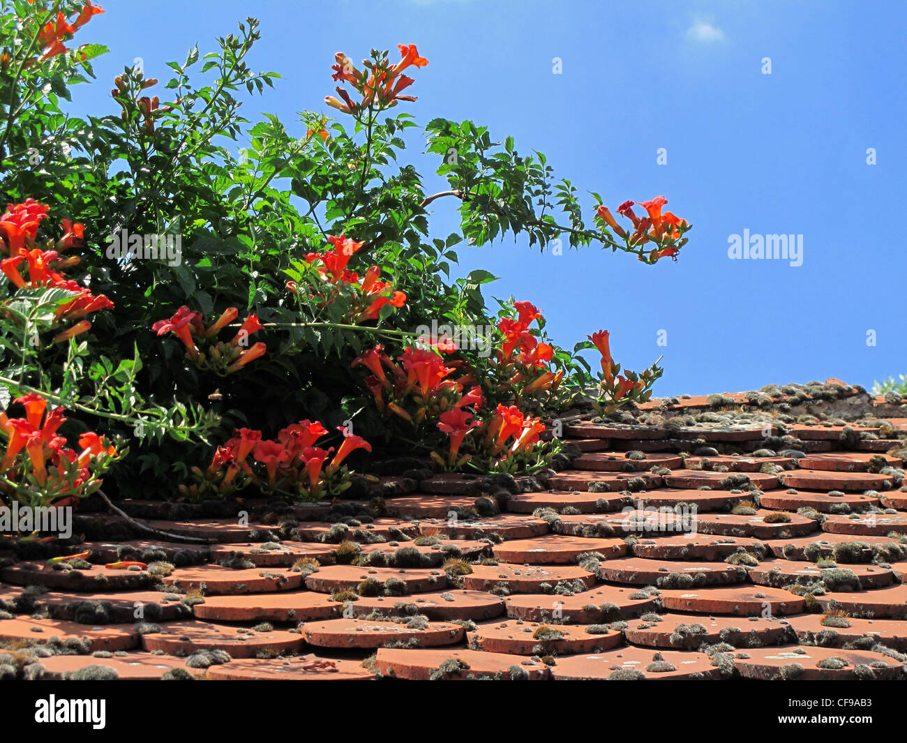 Climbing trumpet plants hi-res stock photography and images - Alamy