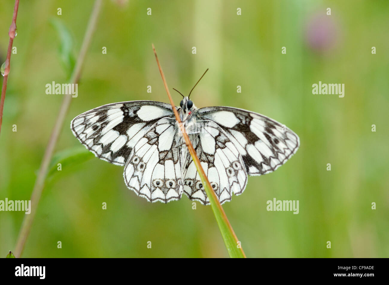 Marbled white butterfly Stock Photo - Alamy