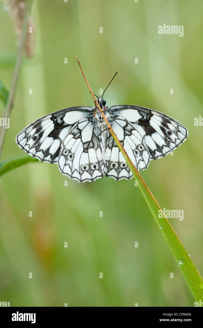 Marbled white butterfly Stock Photo - Alamy