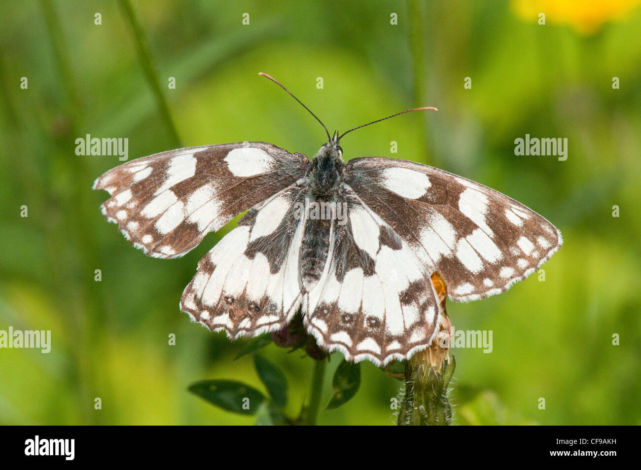 Marbled white butterfly hi-res stock photography and images - Alamy