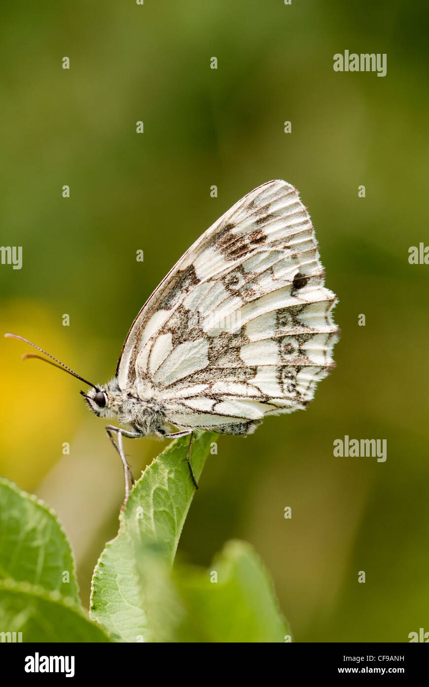 Marbled white butterfly Stock Photo - Alamy