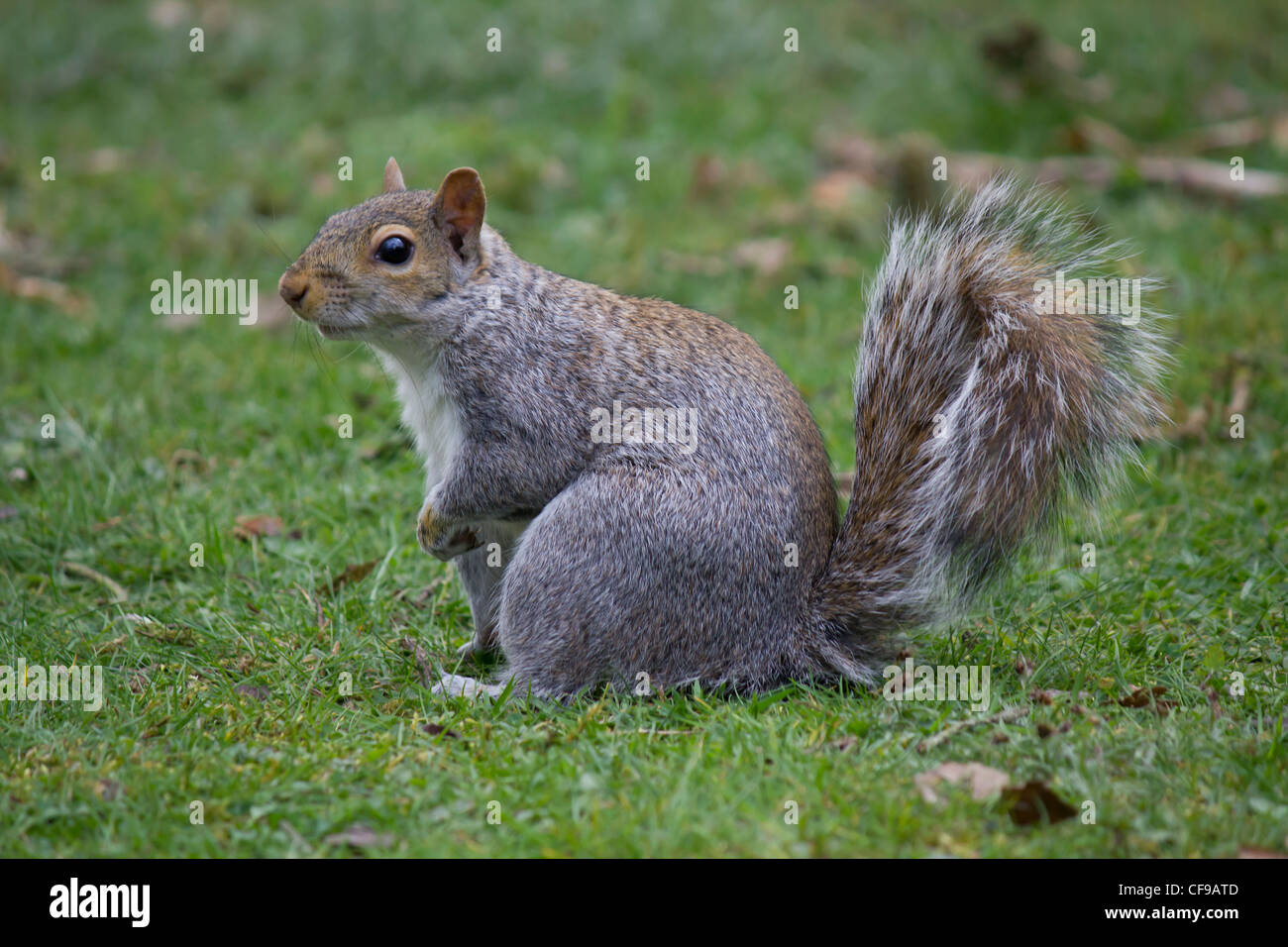 A lovely grey squirrel pauses while feeding Stock Photo - Alamy