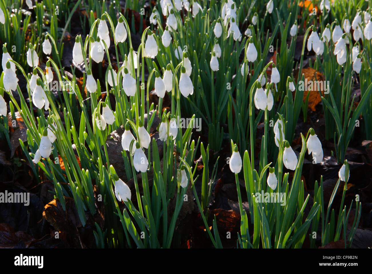 Rococo flowers hi-res stock photography and images - Alamy