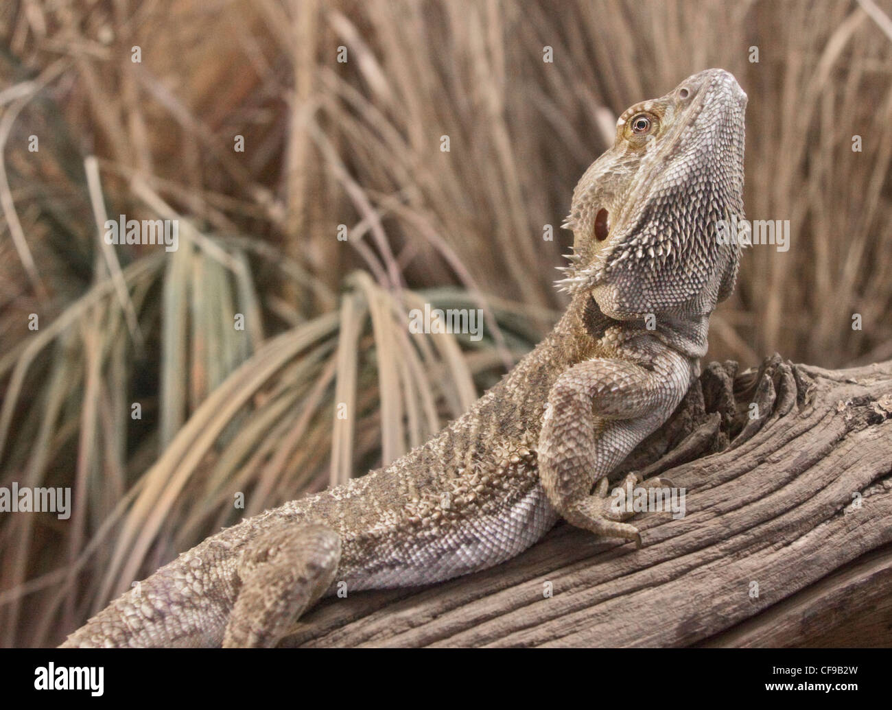 Bearded Dragon (pogona Stock Photo - Alamy