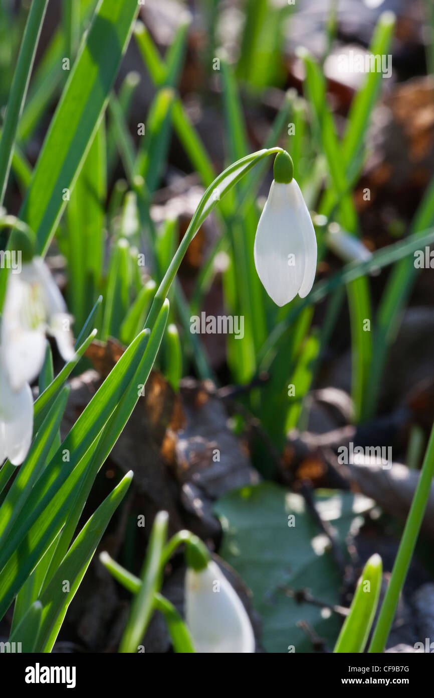 Snowdrops snowdrops garden gardens in woodland at Painswick Rococo ...