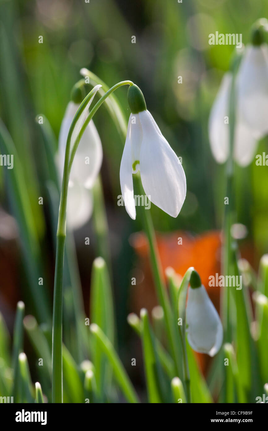 Snowdrops snowdrops garden gardens in woodland at Painswick Rococo ...
