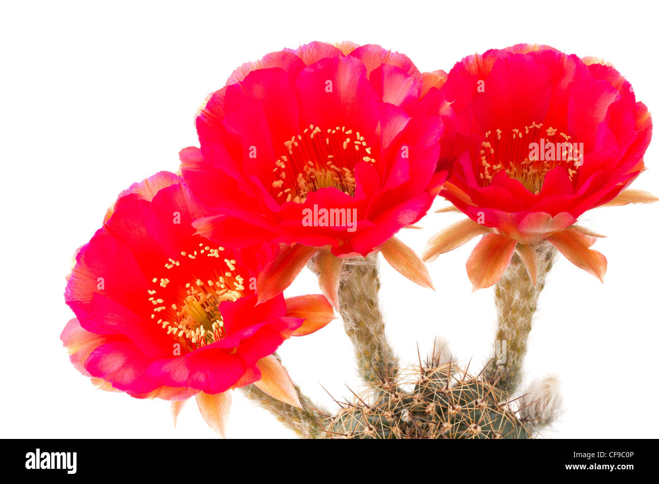 Echinopsis Hybrid High Resolution Stock Photography and Images - Alamy