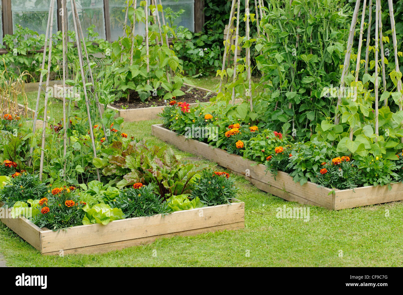 Flowers and vegetable in rasied beds, including, Marigolds, Lettuce ...