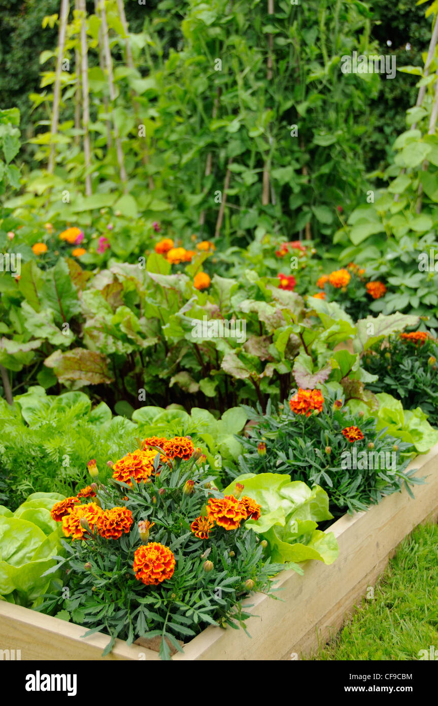 Marigolds in raised vegetable bed hi-res stock photography and images ...