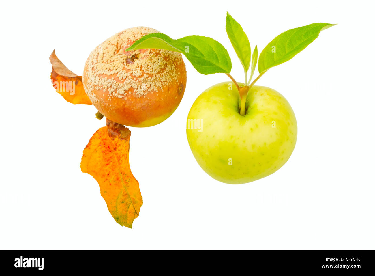 Two apples isolated on a white background Stock Photo - Alamy